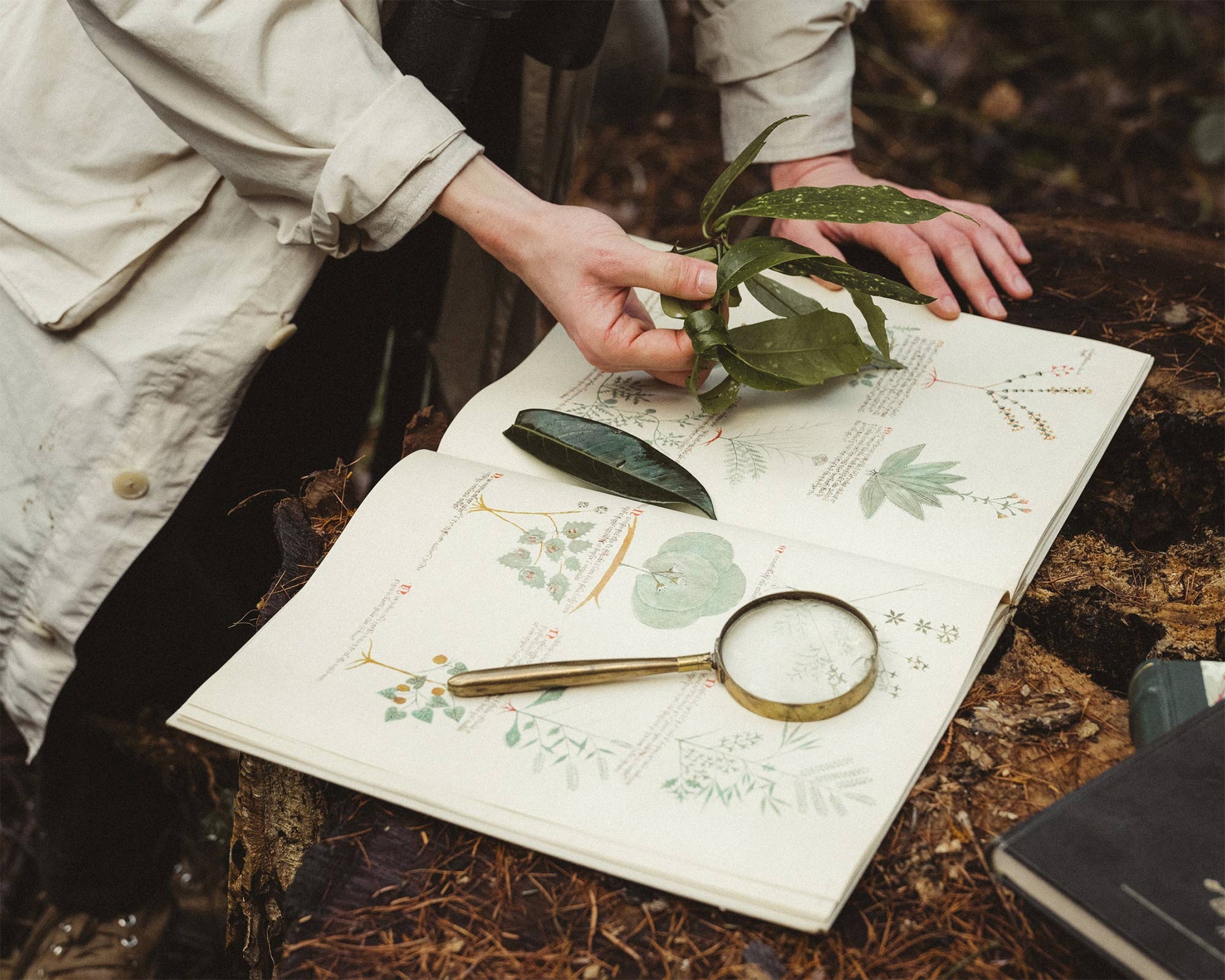 The Botanist: The Story Behind Herbarium – FRAMA